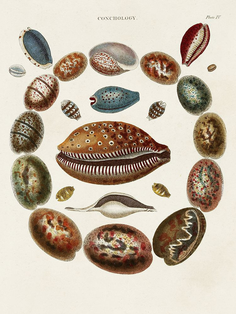 Spiral Shell Formation II Poster Print - Albertus Seba - Posterazzi