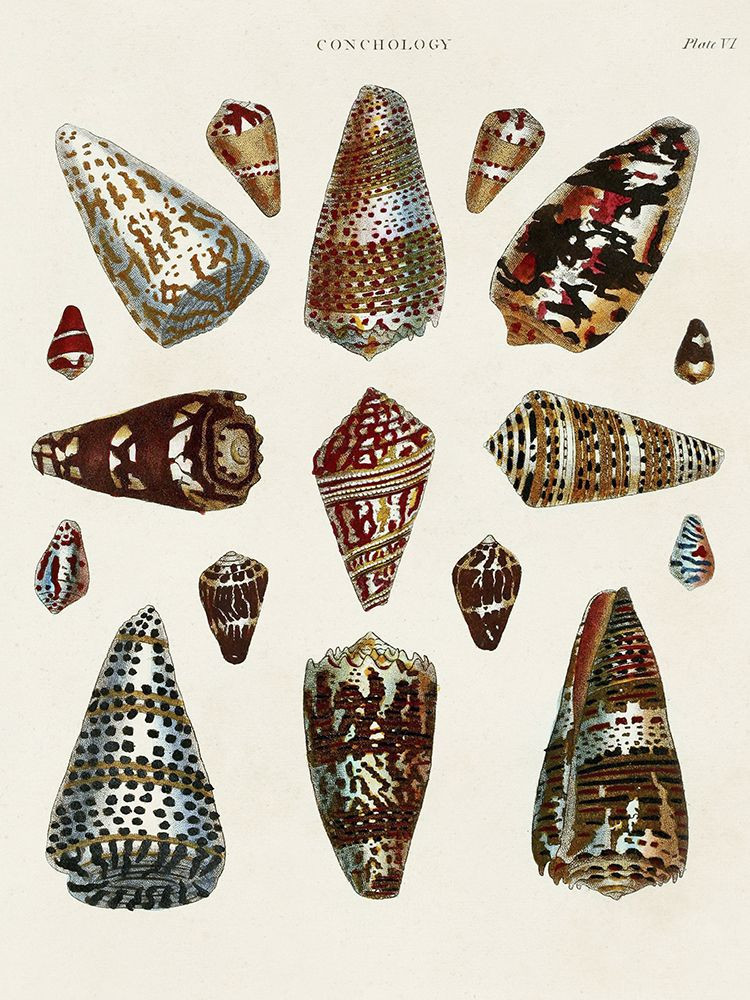 Spiral Shell Formation V Poster Print - Albertus Seba - Posterazzi