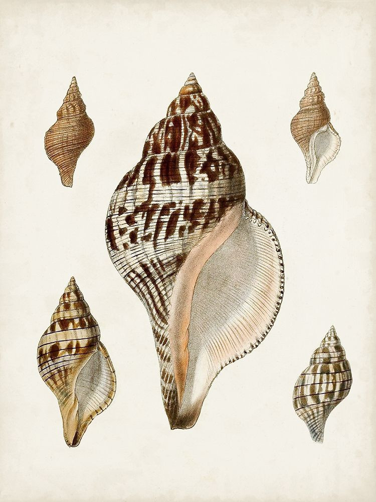 Sowerby Shells VIII Poster Print - James Sowerby - Posterazzi