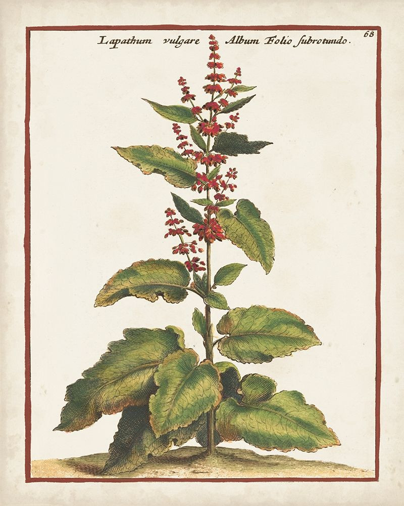 Munting Botanicals IV Poster Print - Abraham Munting - Posterazzi