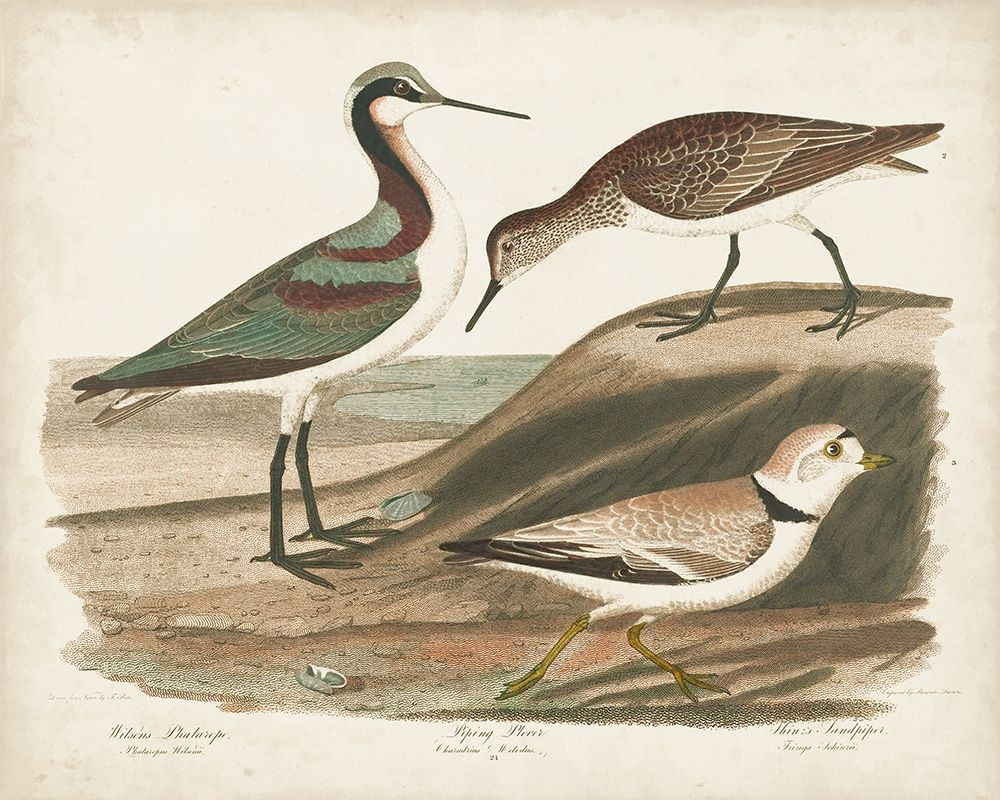 Waterbird Trio III Poster Print - Alexander Wilson - Posterazzi