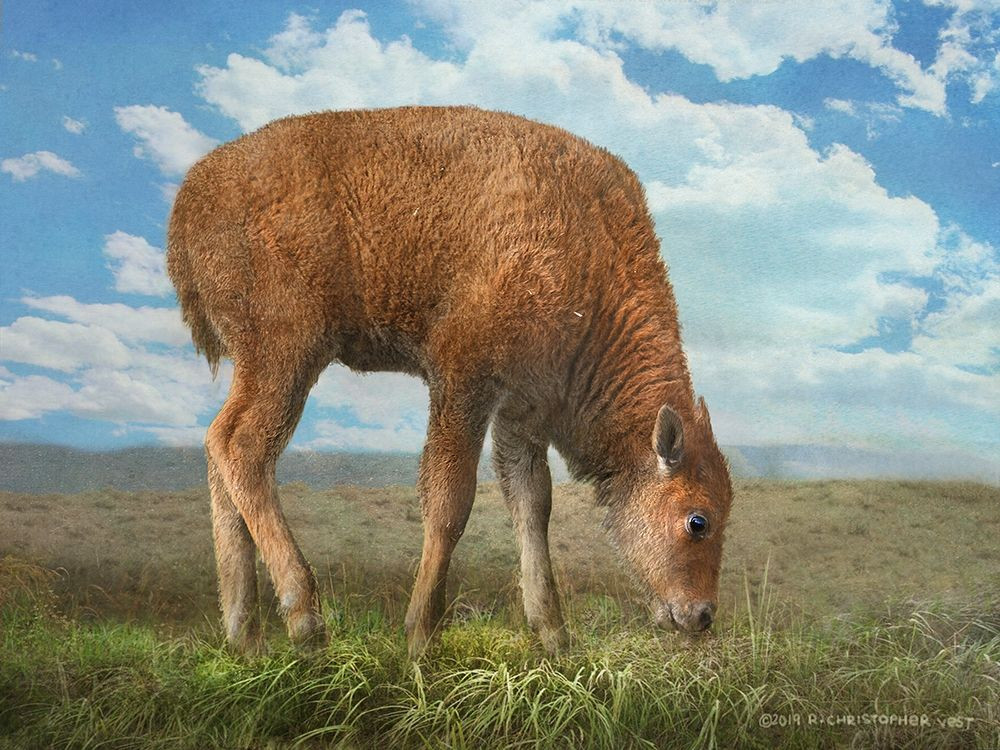 In the Meadow II Poster Print - Chris Vest - Posterazzi