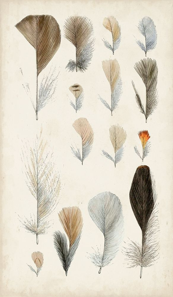 Antique Bird Feathers I Poster Print - Unknown - Posterazzi