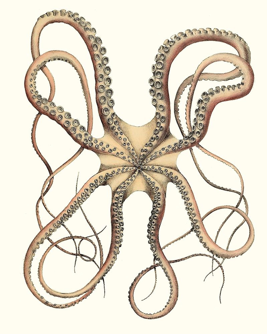 Antique Octopus Collection IV Poster Print - Unknown - Posterazzi