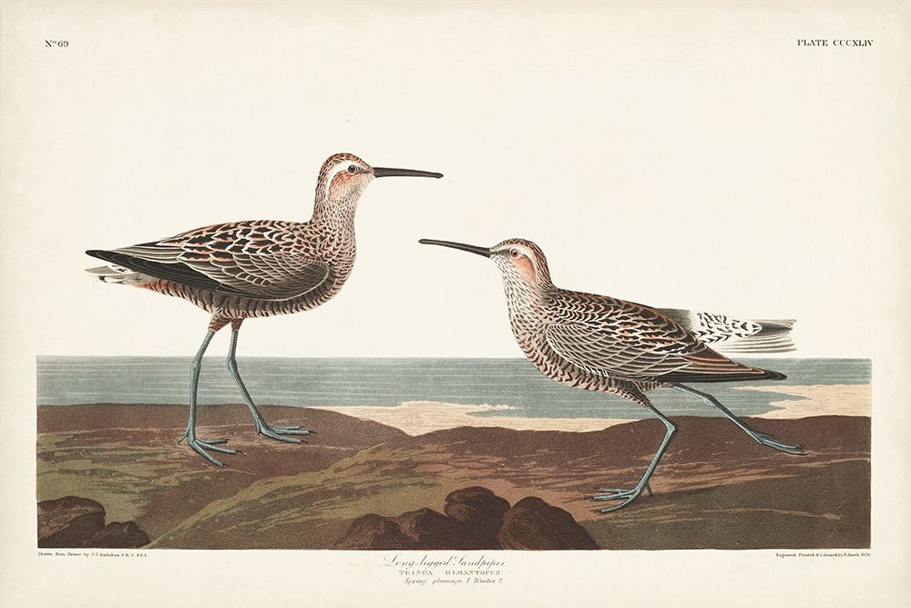 Pl. 344 Long-legged Sandpiper Poster Print - John James Audubon ...