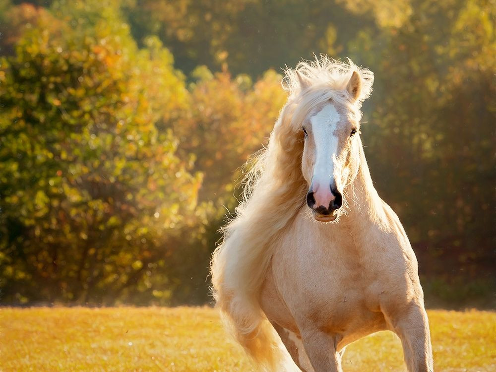 Golden Lit Horse IV Poster Print - PHBurchett - Posterazzi