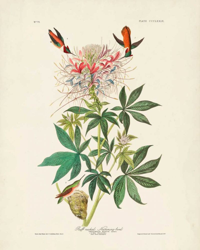 Pl 379 Ruff-necked Hummingbird Poster Print - John James Audubon ...