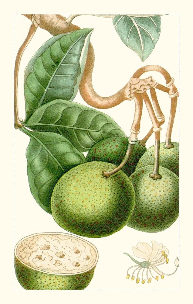 Turpin Exotic Botanical VI Poster Print - Turpin - Posterazzi