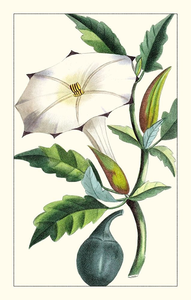 Turpin Exotic Botanical I Poster Print - Turpin - Posterazzi