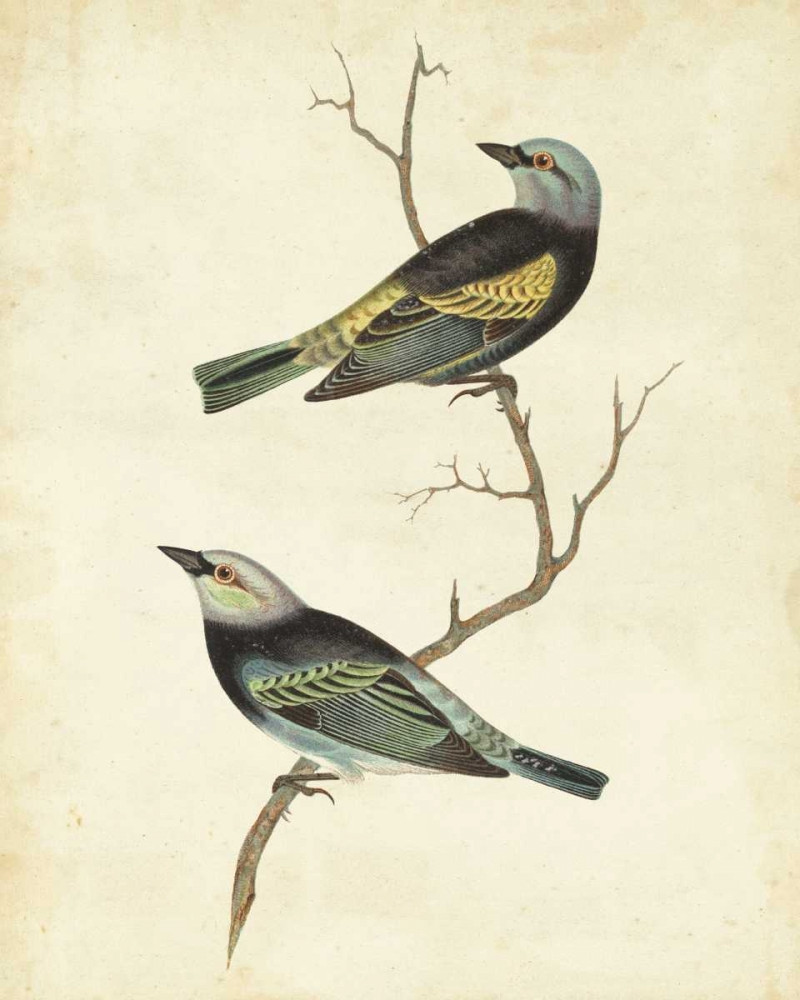 Blue-headed Tanager Poster Print - Cassin - Posterazzi