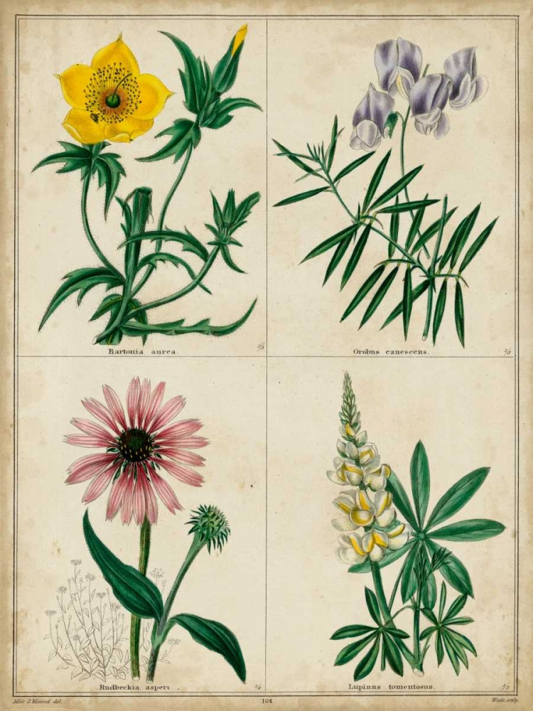 Botanical Grid IV Poster Print - Benjamin Maund - Posterazzi