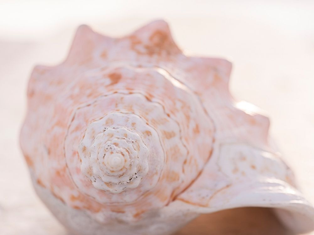 Shell Portrait I Poster Print - Elena Ray - Posterazzi