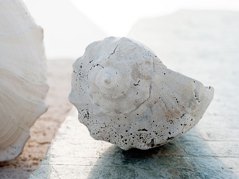 Shell Portrait II Poster Print - Elena Ray - Posterazzi