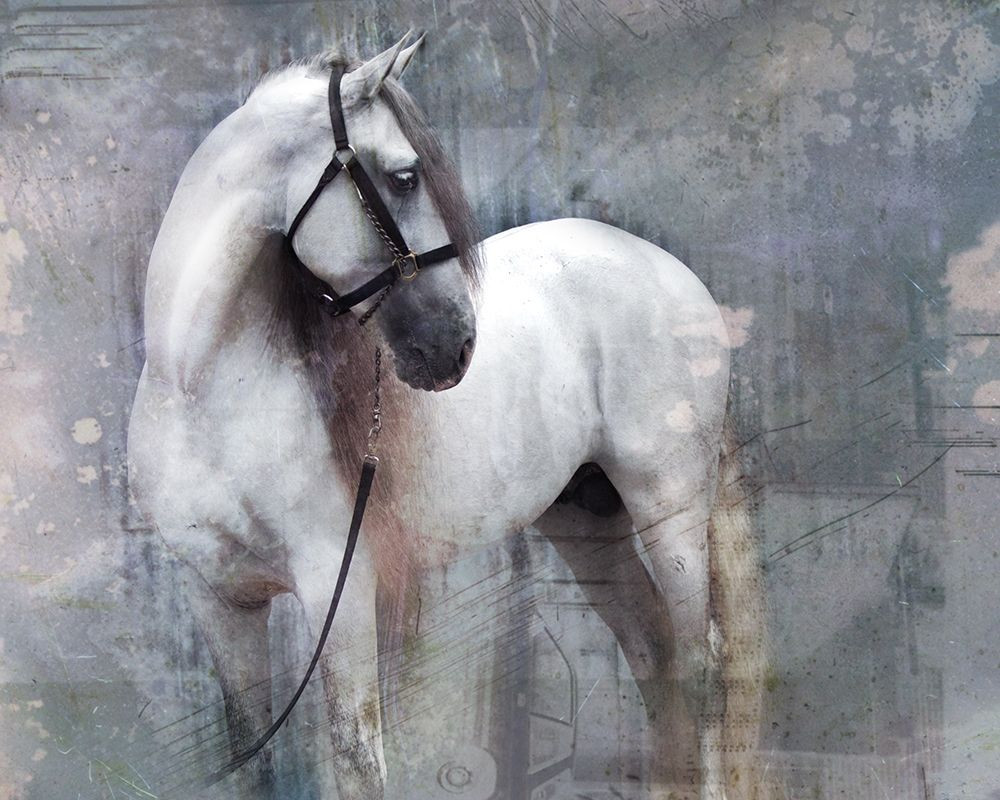 Horse Exposures II Poster Print - Susan Friedman - Posterazzi