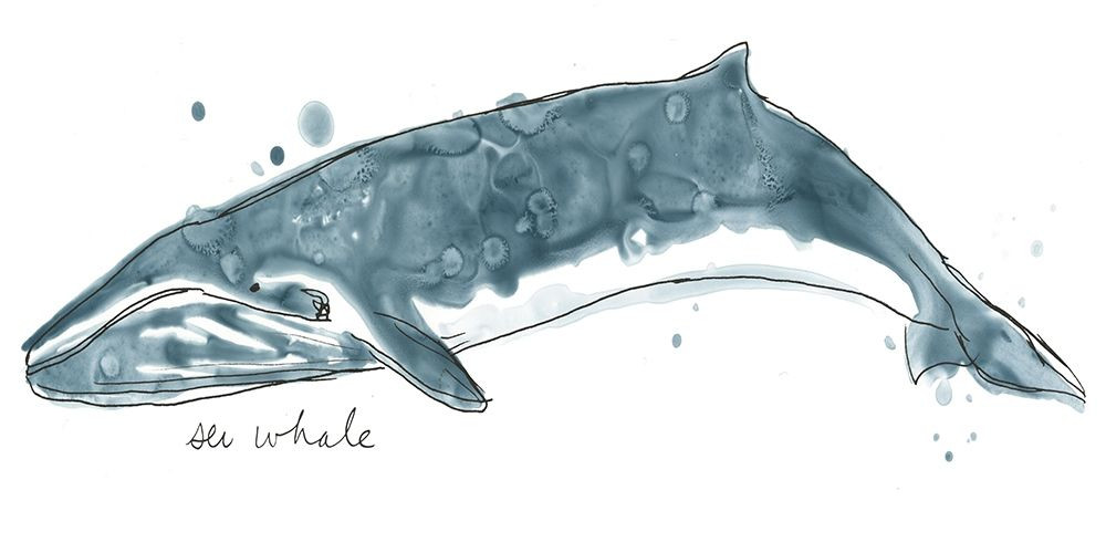Cetacea Sei Whale Poster Print - June Erica Vess - Posterazzi
