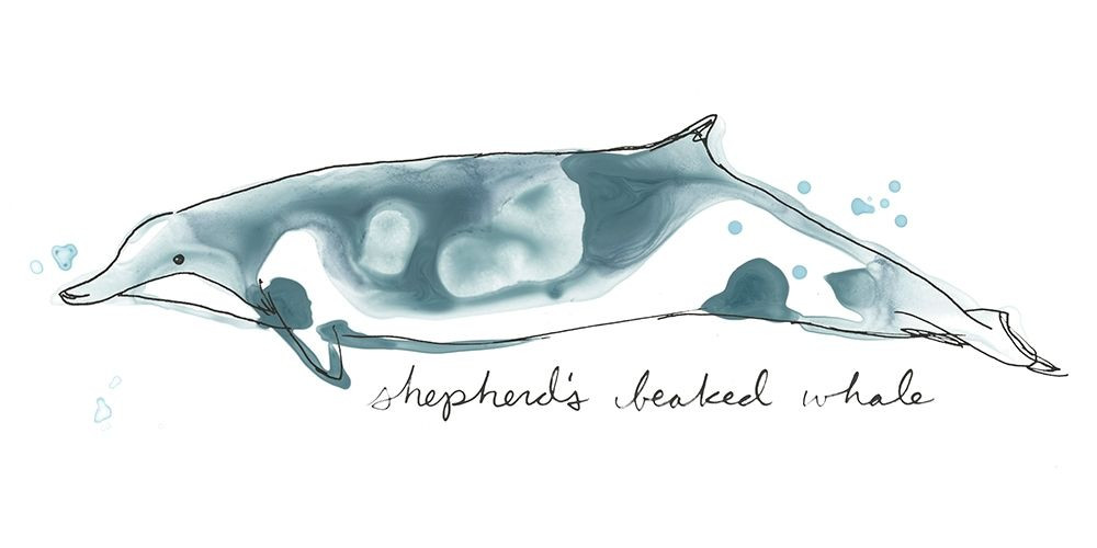 Cetacea Shepherds Beak Whale Poster Print - June Erica Vess - Posterazzi