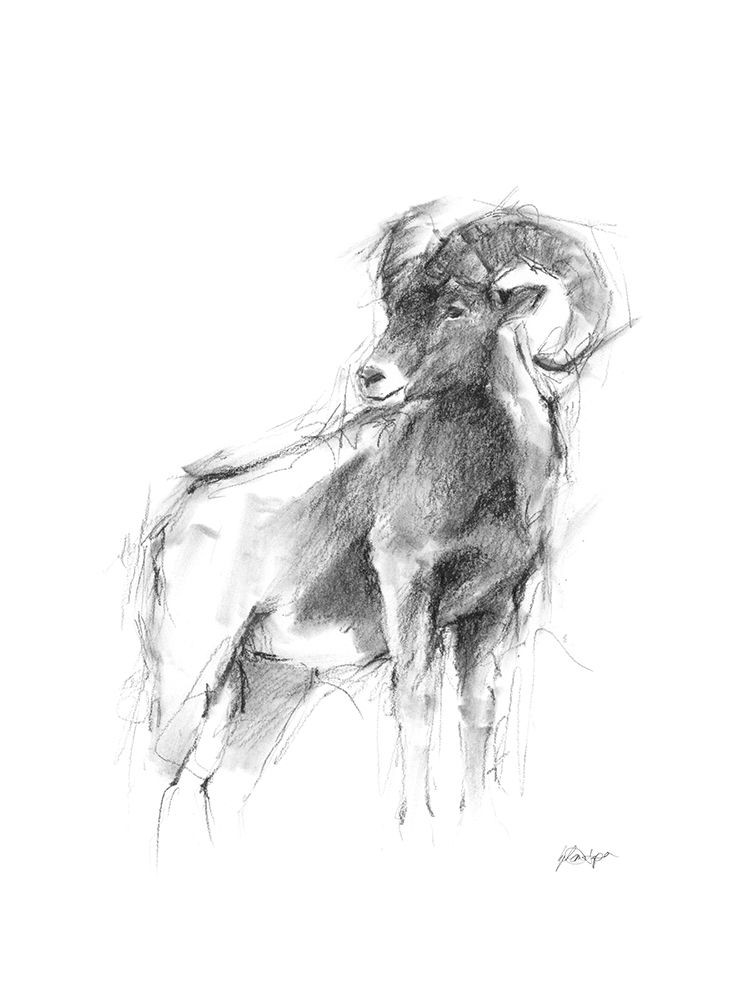 Western Animal Sketch III Poster Print - Ethan Harper - Posterazzi