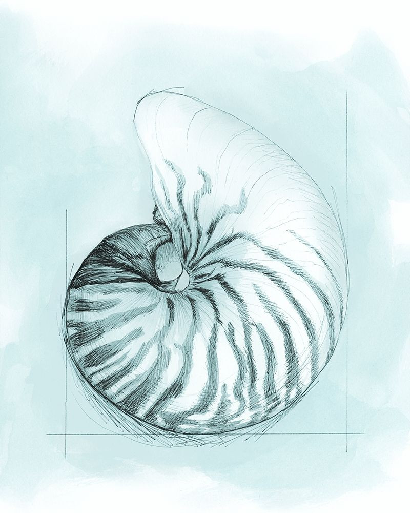Coastal Shell Schematic II Poster Print - Megan Meagher - Posterazzi
