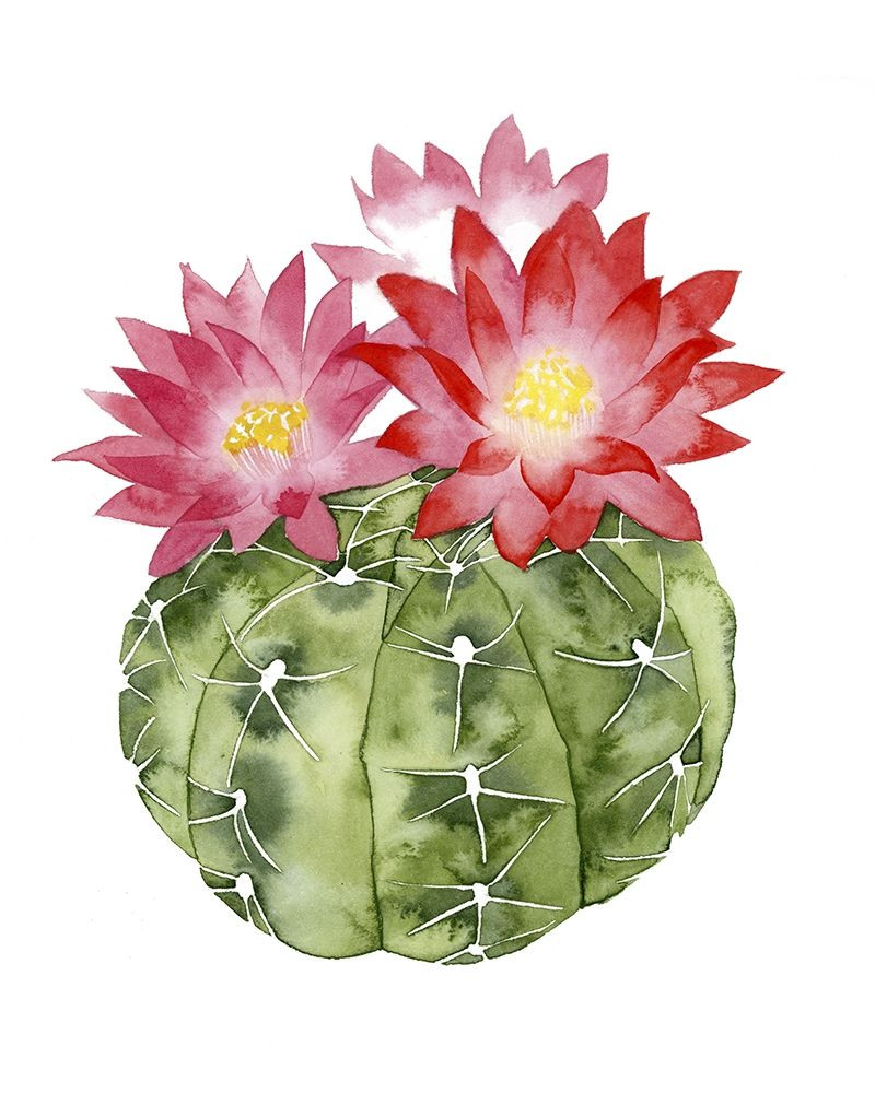 Custom Cactus Bloom III Poster Print - Grace Popp - Posterazzi