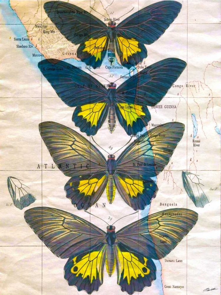 Butterfly Map II Poster Print - John Butler - Posterazzi