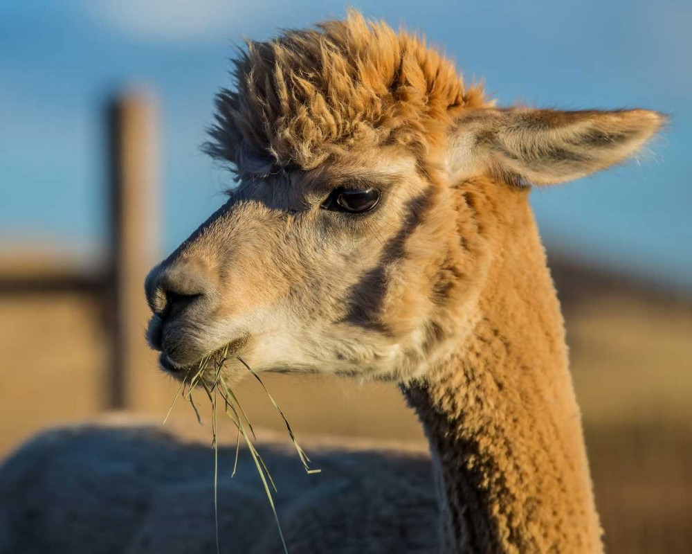 Alpaca Portrait VI Poster Print - Tyler Stockton - Posterazzi
