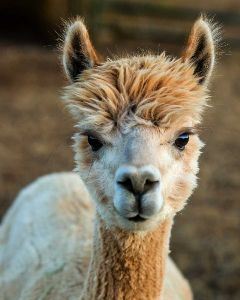 Alpaca Portrait V Poster Print - Tyler Stockton - Posterazzi