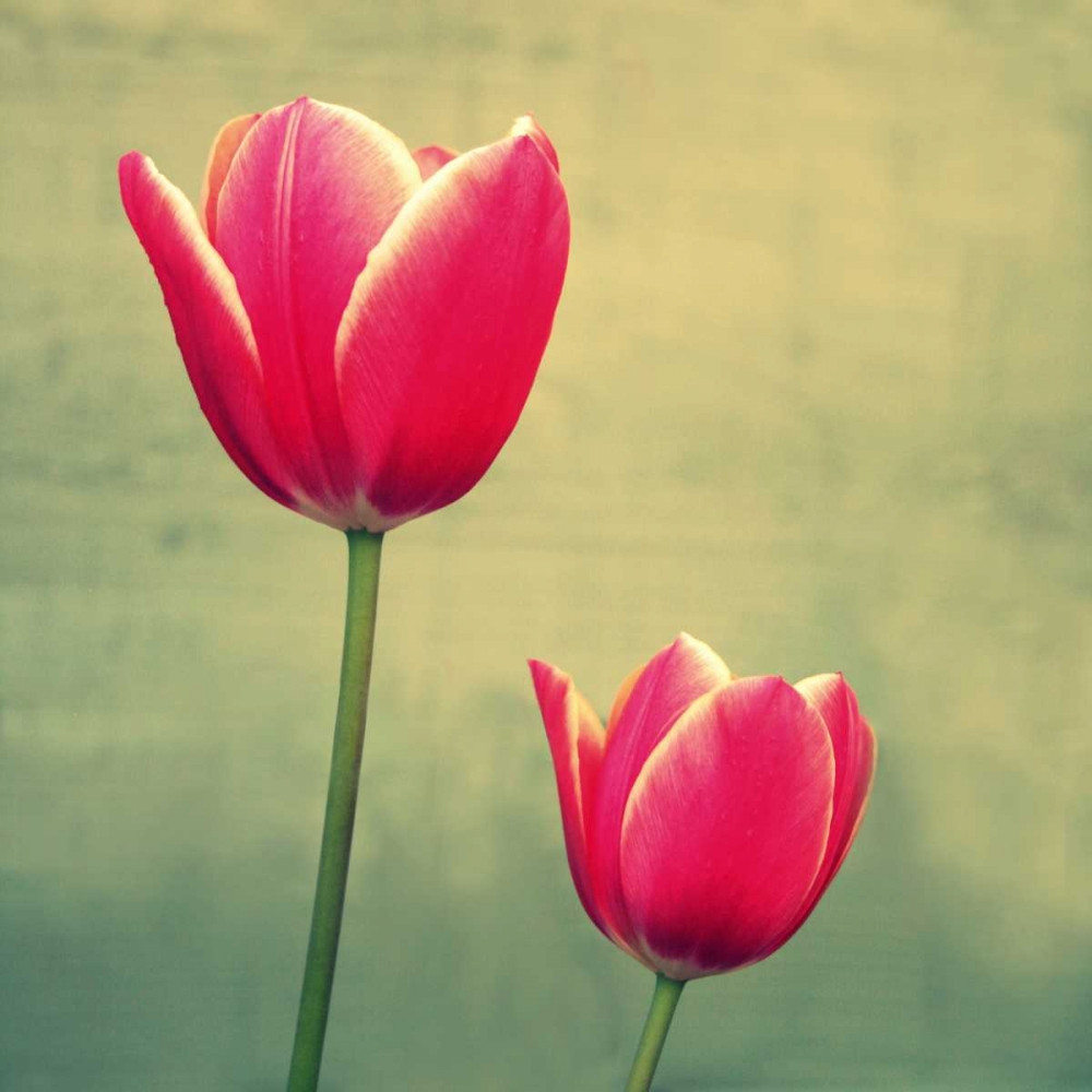 Tulip in Fuchsia II Poster Print - Lillian Bell - Posterazzi