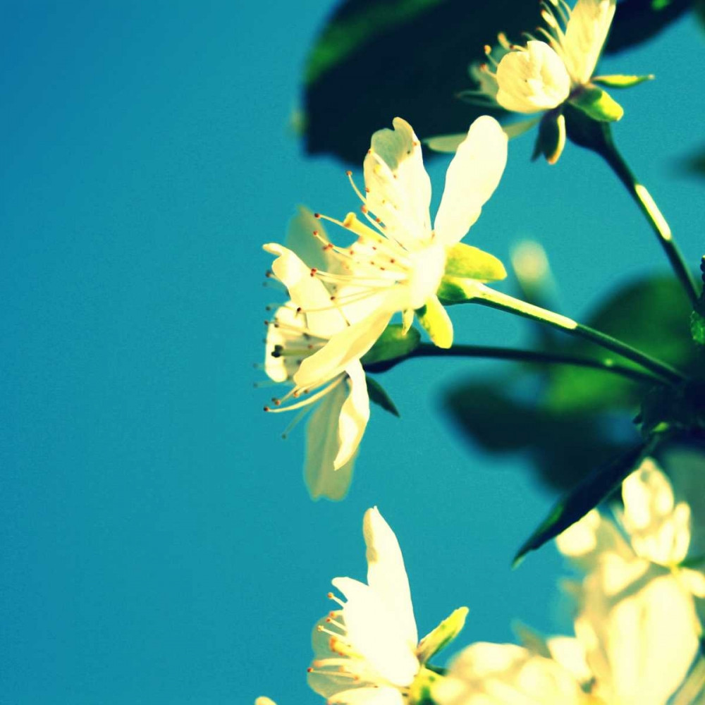 Summer Blossom I Poster Print - Lillian Bell - Posterazzi