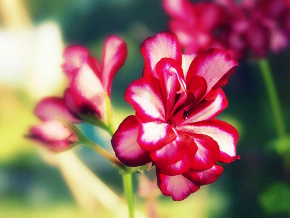 Pink Blossom I Poster Print - Lillian Bell - Posterazzi