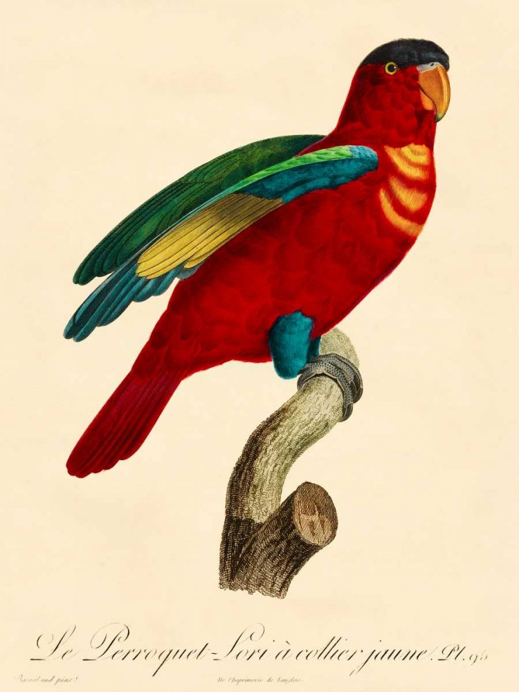 Barraband Parrot, PL 95 Poster Print - Barraband - Posterazzi