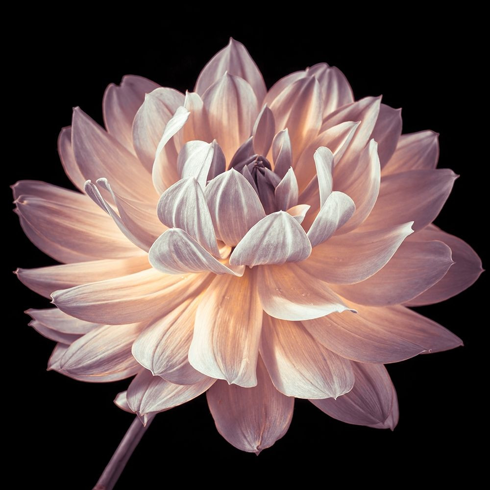 Dahlia flower close-up by Assaf Frank - Item # VARPDXAF20100923096C03 ...