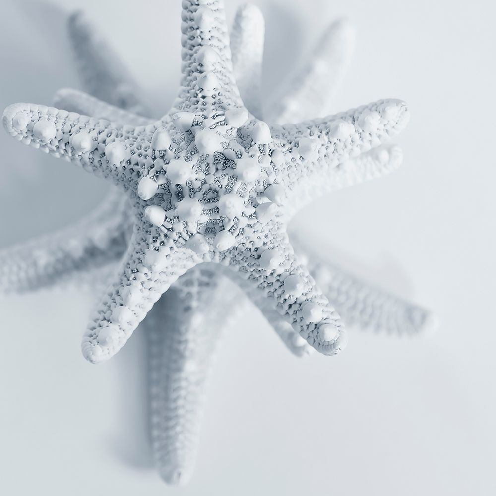 Midnight Starfish Poster Print - Tracey Telik - Posterazzi