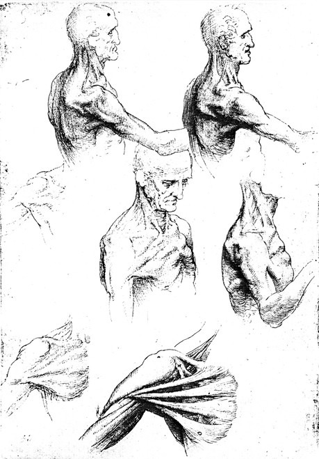 Leonardo: Anatomy. /Nmusculature Of The Lower Extremity. Drawing, C1510 ...