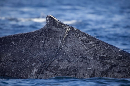 A close look at the dorsal fin and scars on the side of a Humpback ...