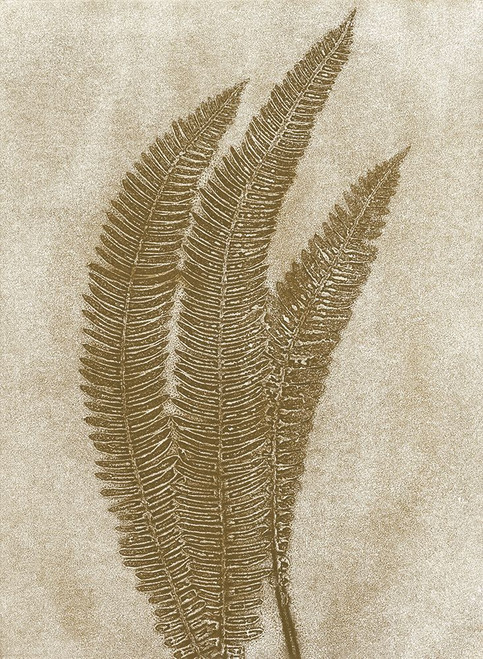 Gray Fern 8 Poster Print - Studio MMB - Posterazzi