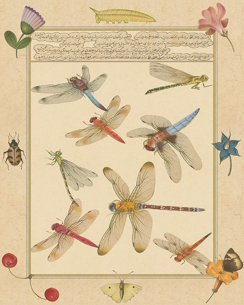 Dragonfly Manuscript IV Poster Print - Jaggu Prasad - Posterazzi