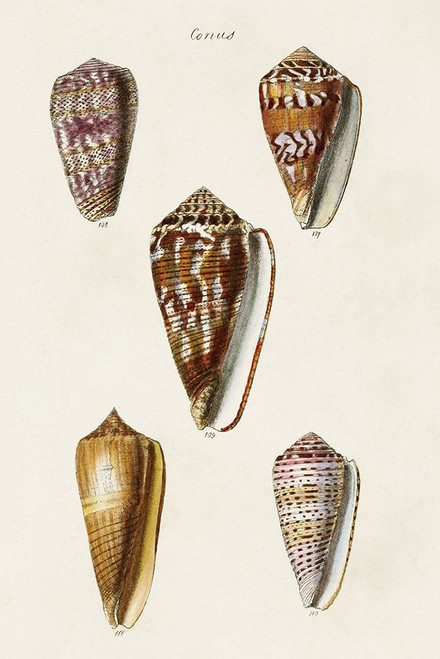 Cone Shell Collection VI Poster Print - Unknown - Posterazzi