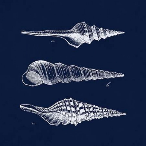 Shell Negative II Poster Print by N Harbick - Item # VARPDXHRB217 ...