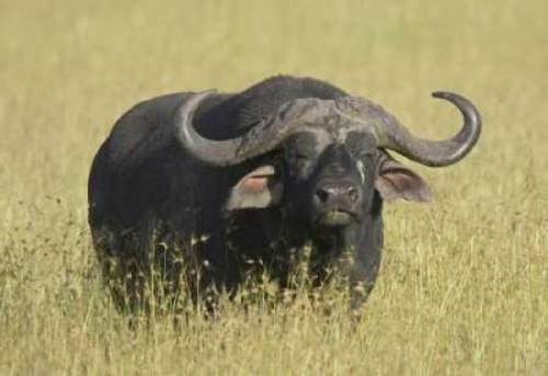 The Fixed Stare Poster Print by Susann Parker - Item # VARPDXPSPKR159 ...