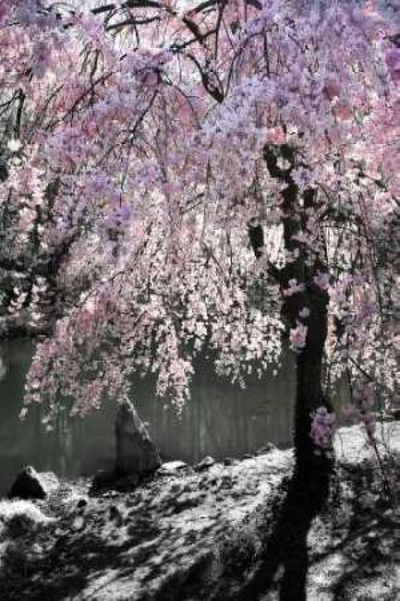 Cherry Tree I Poster Print by Alan Hausenflock - Item # VARPDXPSHSF1091 ...