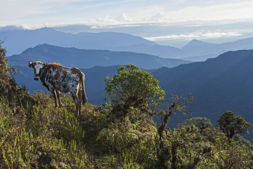 Mountain range east of Pojo; Departamento Cochabamba, Bolivia ...