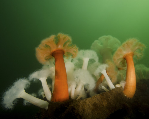 Plumose anemone in Puget Sound in Seattle, Washington Poster Print ...