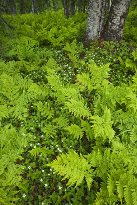 Wood Ferns (Dryopteris Dilatata) And Bunch Berry (Cornus Canadenis ...