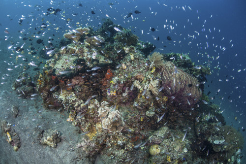 Cardinalfish surround a beautiful coral bommie in Alor, Indonesia. This ...