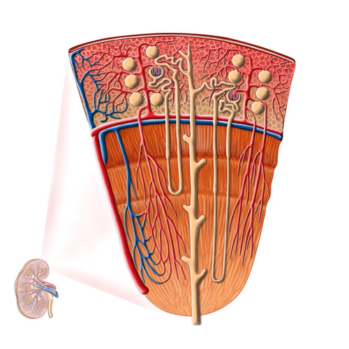 Anatomy of human kidney function Poster Print - Item # VARPSTSTK700210H ...