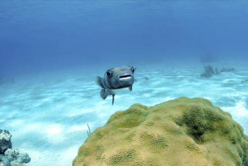 Pufferfish swimming by star coral, Nassau, The Bahamas Poster Print ...