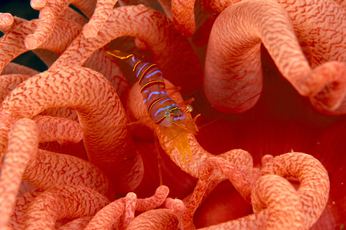 Canada, British Columbia, Clown Shrimp (Lebbeus Grandimanus) On A ...