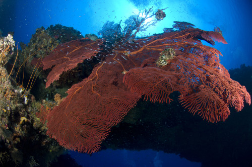 Red fan coral with sunburst taken at the Arches, Witu Islands, Papua ...
