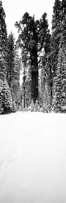 General Sherman trees in a snow covered landscape, Sequoia National ...