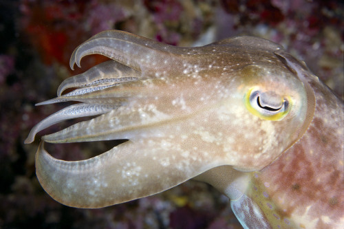 Indonesia, Cuttlefish Close-Up Side View With Eye Closed PosterPrint ...